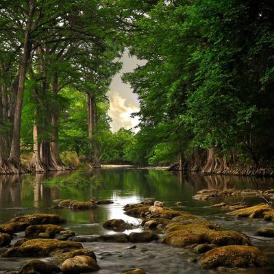 trees roots near river - KDE Store