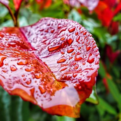 leaf drops - KDE Store