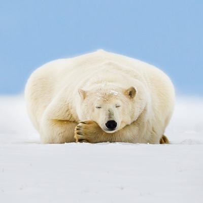 Lazy polar bear snow - KDE Store