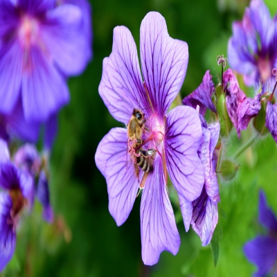 Flower nectar pollen bee - KDE Store
