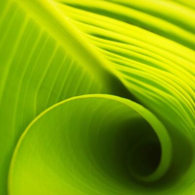 Spiral green leaves - KDE Store