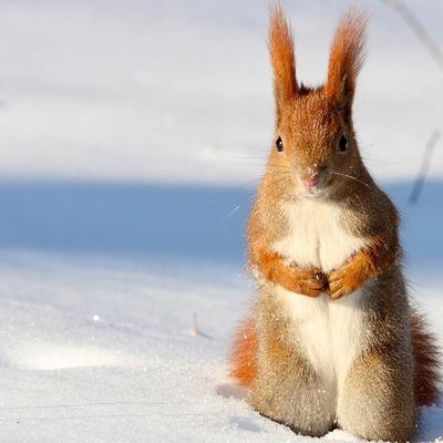Red Squirrel Poland - KDE Store