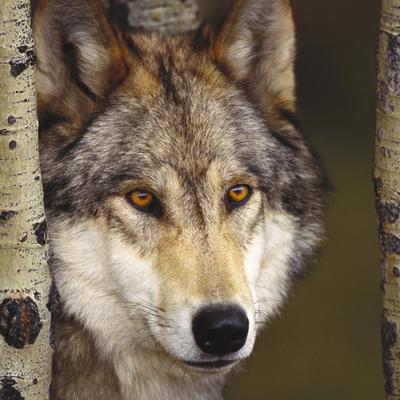 watcher in the woods grey wolf - KDE Store