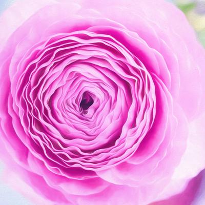 Pink persian buttercup - KDE Store