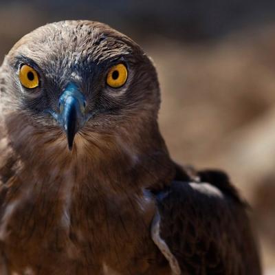 hawk bird predator - KDE Store