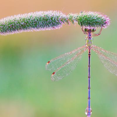 Dragonfly Macro - KDE Store