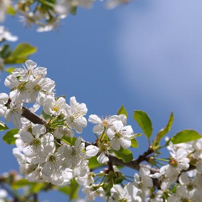 Peach-Nature - KDE Store