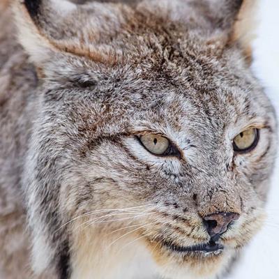 lynx wolf cat muzzle - KDE Store