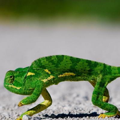 dancing lizard - KDE Store