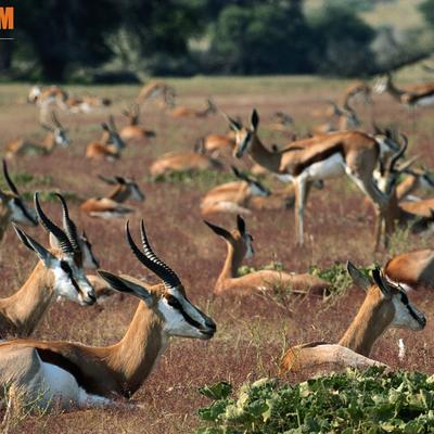 Springbok wallpaper - KDE Store