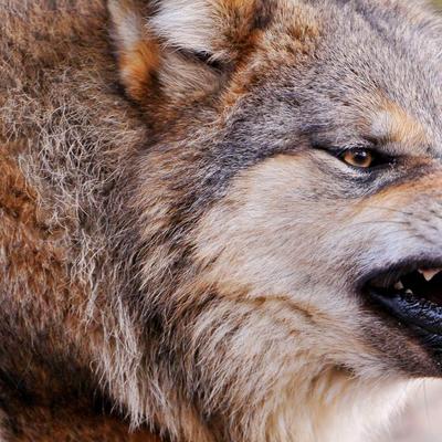 wild Wolf - KDE Store