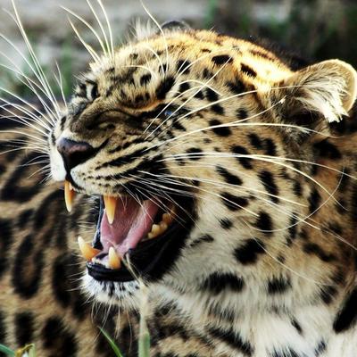 roaring leopard - addons.videolan.org