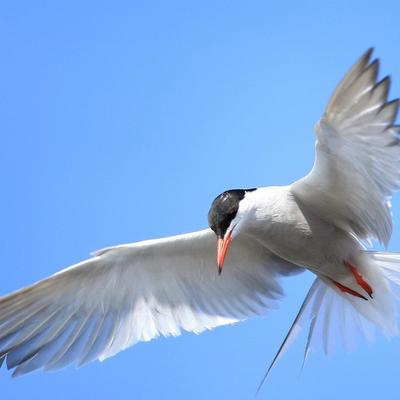 Wild Bird Flying - KDE Store