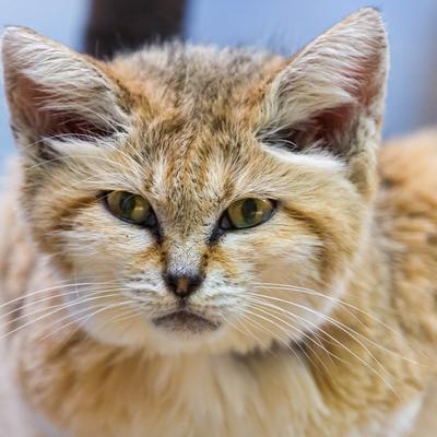 sandy cat pussycat - KDE Store