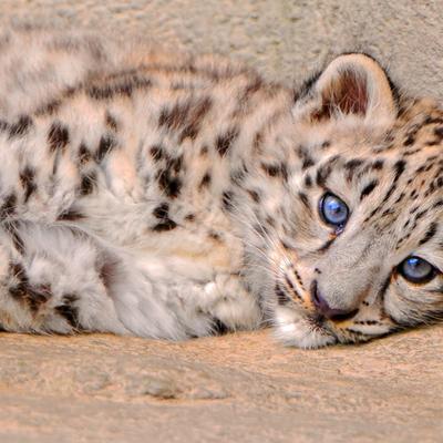 Snow leopard sadness - addons.videolan.org