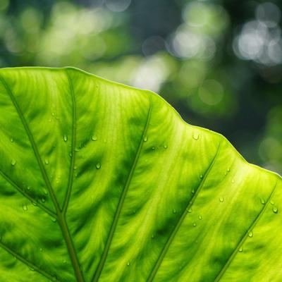 Big green leaf - KDE Store