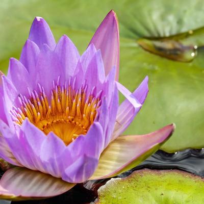 Summer purple water lily - KDE Store