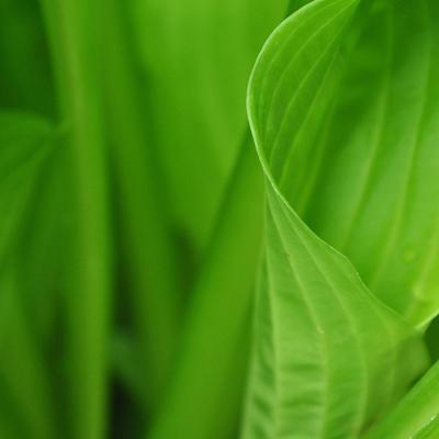 Spring curly green plant - KDE Store