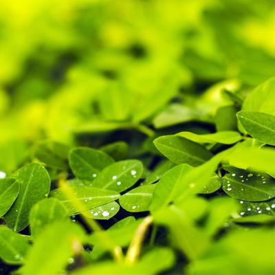 Spring fresh green leaves - KDE Store