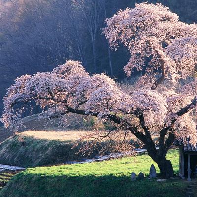 Cherry blossom Tree - KDE Store