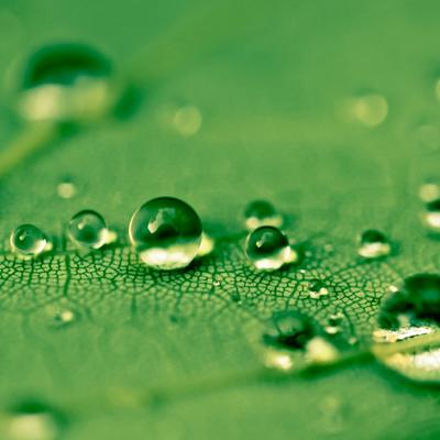 Drops Green Water Leaf - KDE Store