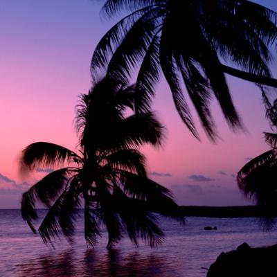 Sunset palm trees - KDE Store