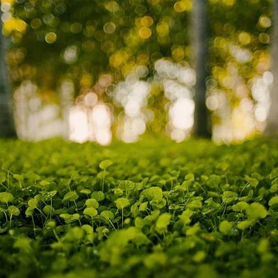 Green Forest - KDE Store