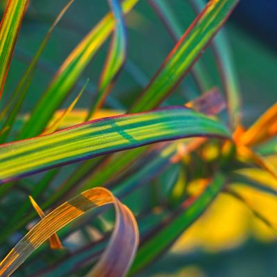 sharp leafs - KDE Store