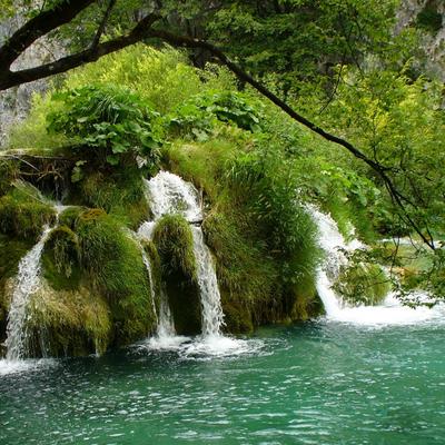 river trees - KDE Store