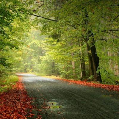road trees foliage fallen - KDE Store