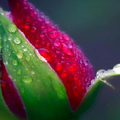 Red Rose Bud - KDE Store