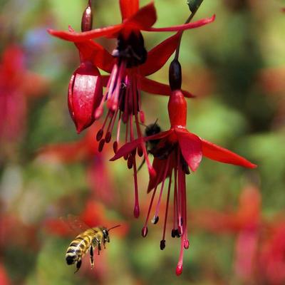 bee and flower - KDE Store