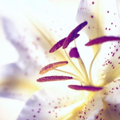 white tiger lily - KDE Store