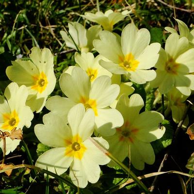 small yellow flowers - KDE Store