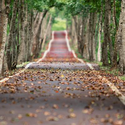 Jungle tree - KDE Store