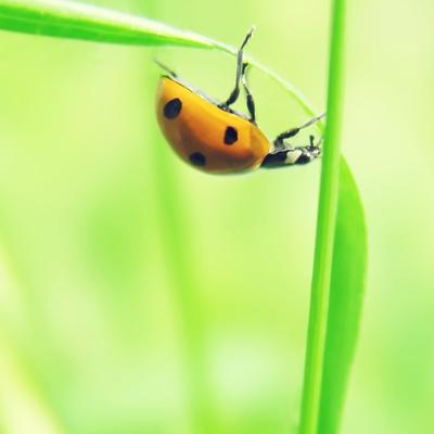 Ladybug - KDE Store