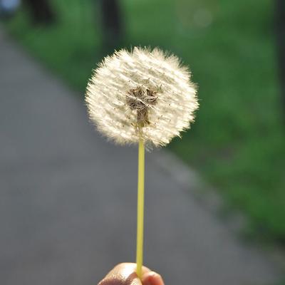 dandelion - KDE Store