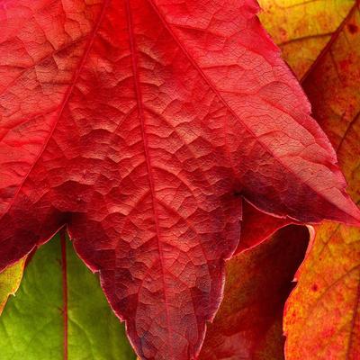 Macro red Leaves - KDE Store