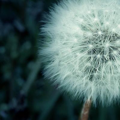 dandelion - KDE Store