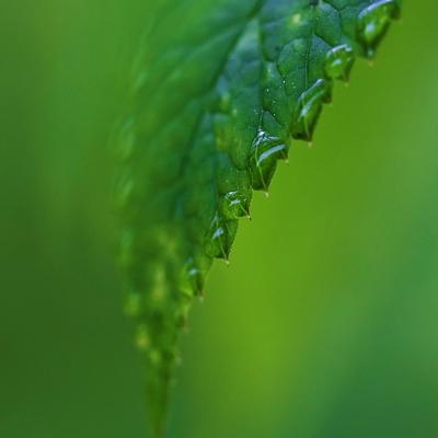 Small raindrops on the leaves - KDE Store