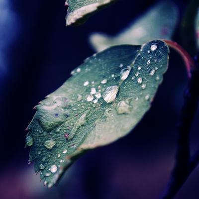 Spring rain over the leaves - KDE Store