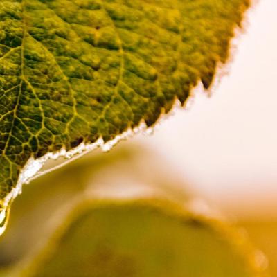 Leaves Drop - KDE Store