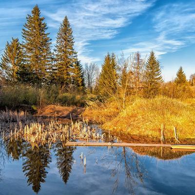 Lake forest trees - KDE Store