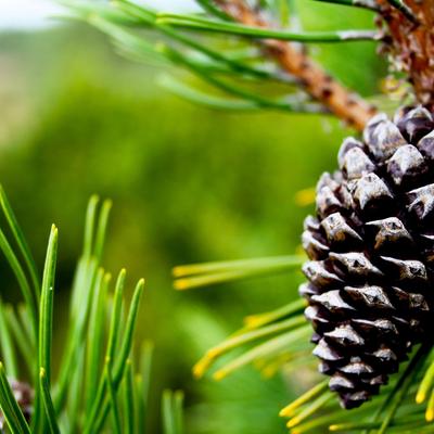 Gray pine cones - KDE Store