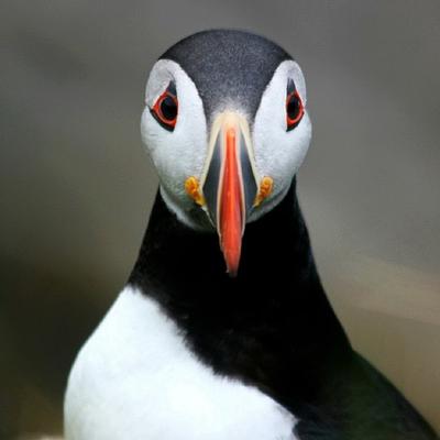 Cute Elf puffin bird - KDE Store