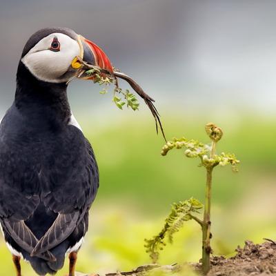 Cute Elf puffin bird - KDE Store