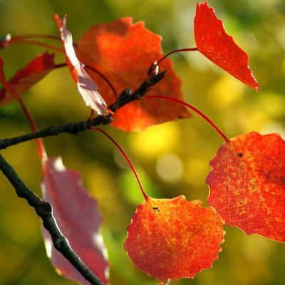 Red autumn leaves - KDE Store