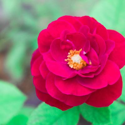 The red rose - KDE Store