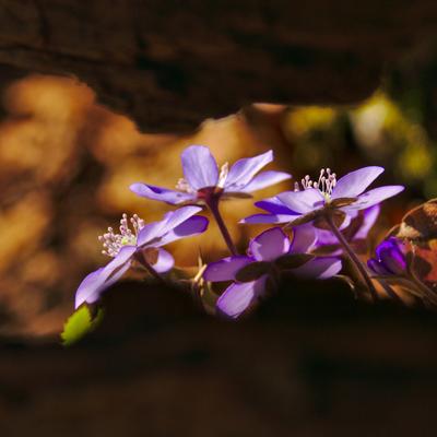 Spring forest - KDE Store