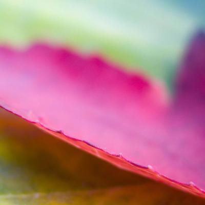 Red Maple Leaf - KDE Store